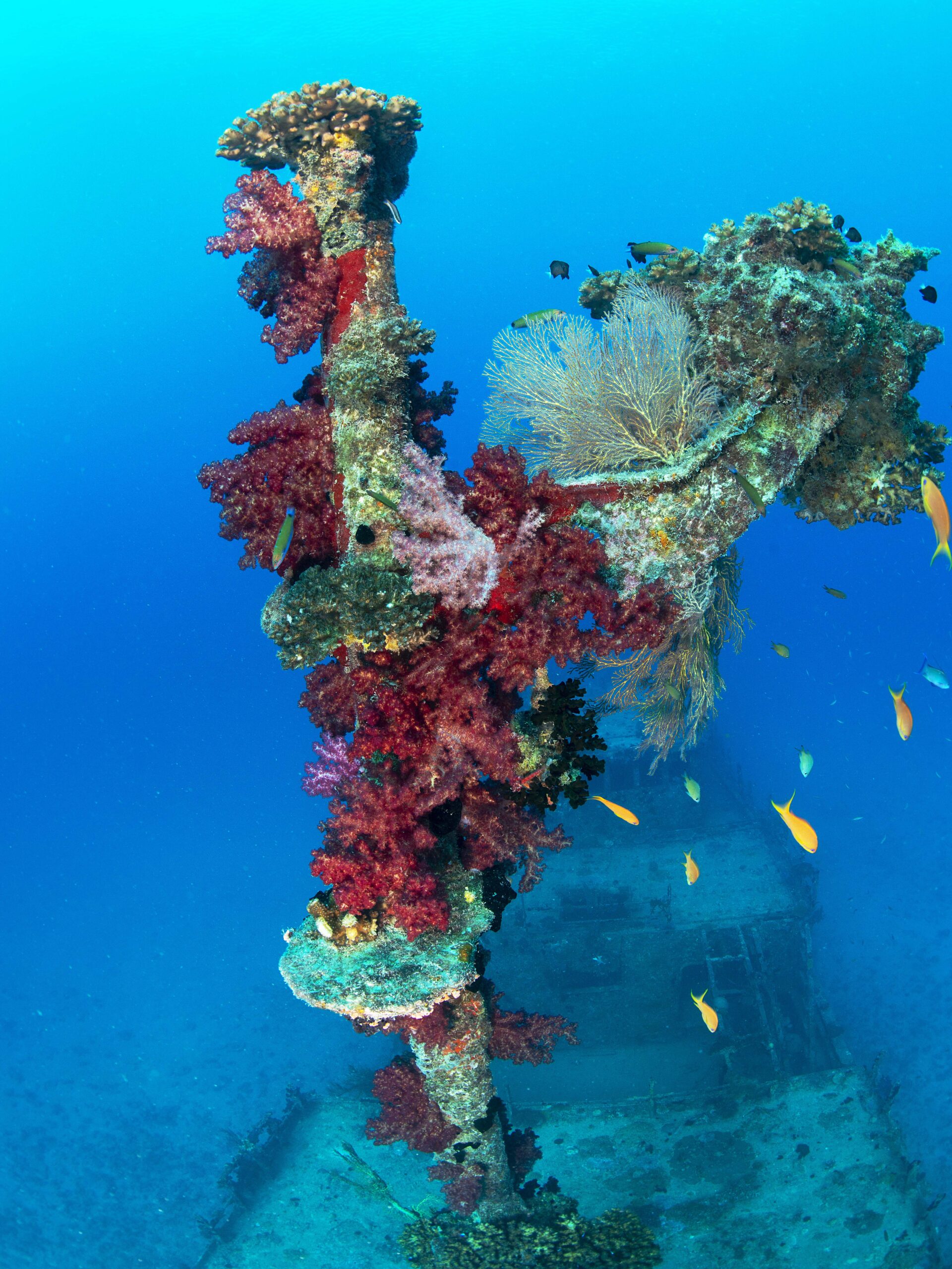 2-Tank Dive Soft Coral / Wreck – Beqa Adventure Divers