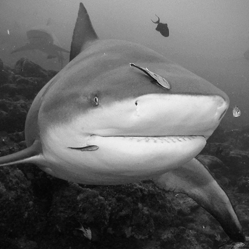 Staff – Beqa Adventure Divers