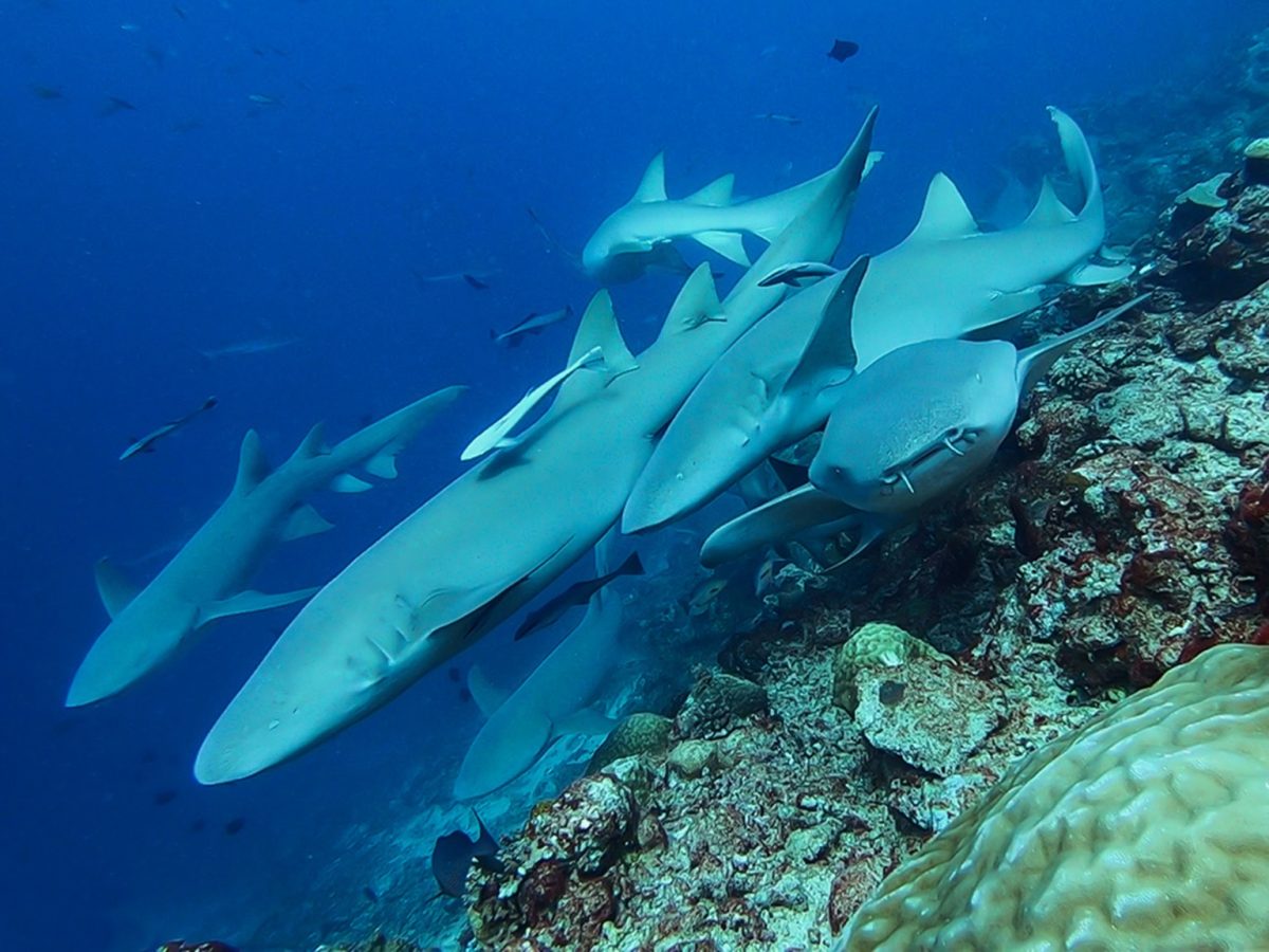 The Fiji Shark Dive – Beqa Adventure Divers