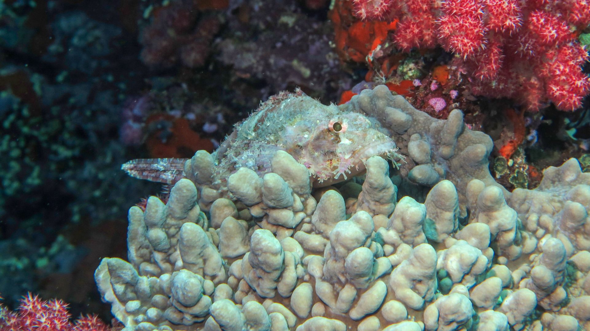 Wreck Dives – Beqa Adventure Divers