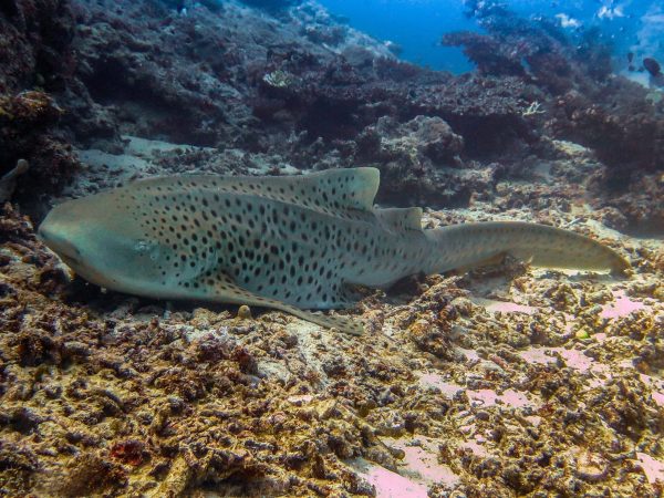 Coral Dives – Beqa Adventure Divers